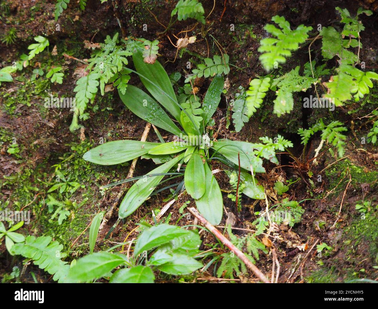 (Heloniopsis umbellata) Plantae Stock Photo - Alamy