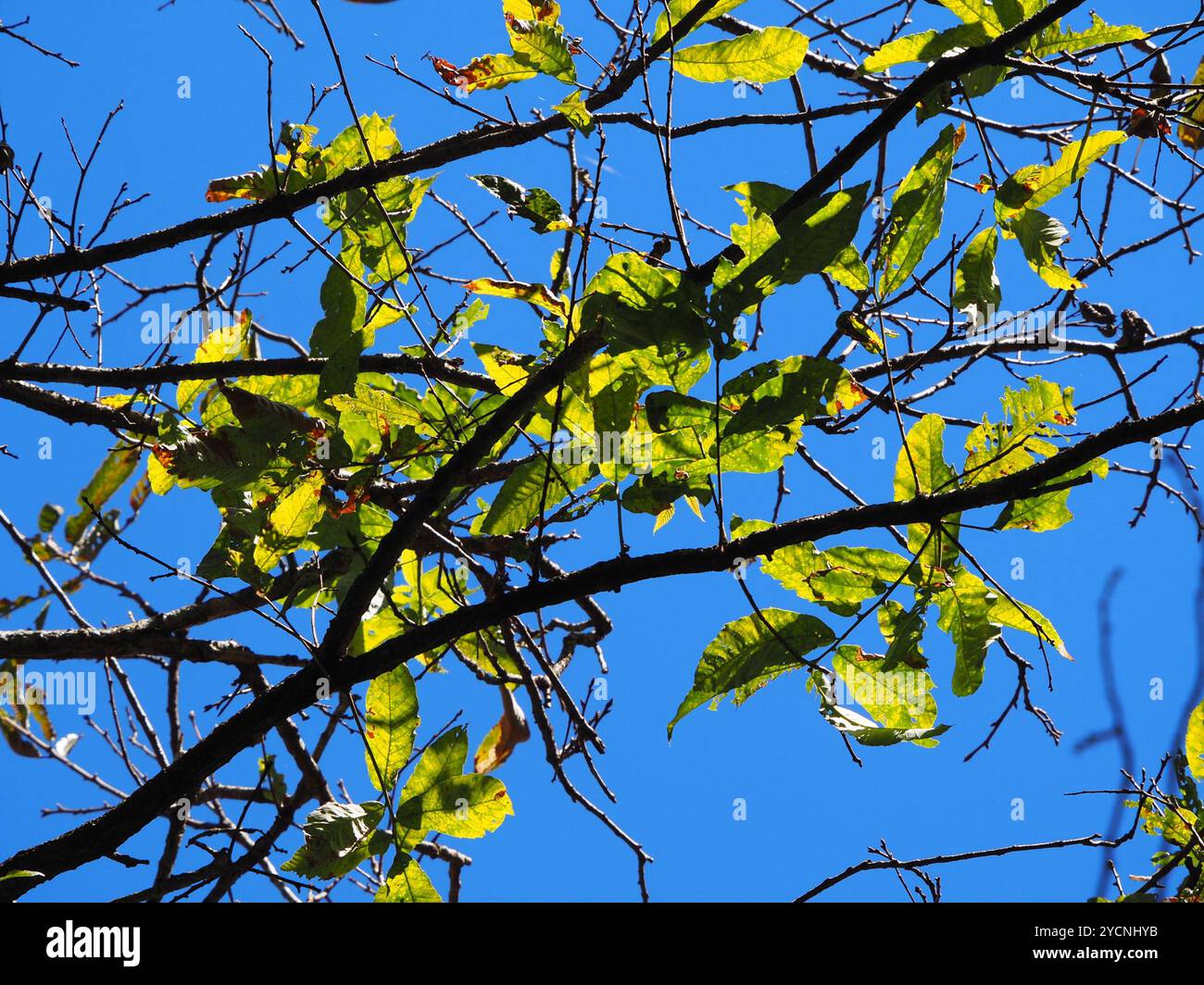 Chinese cork oak (Quercus variabilis) Plantae Stock Photo - Alamy