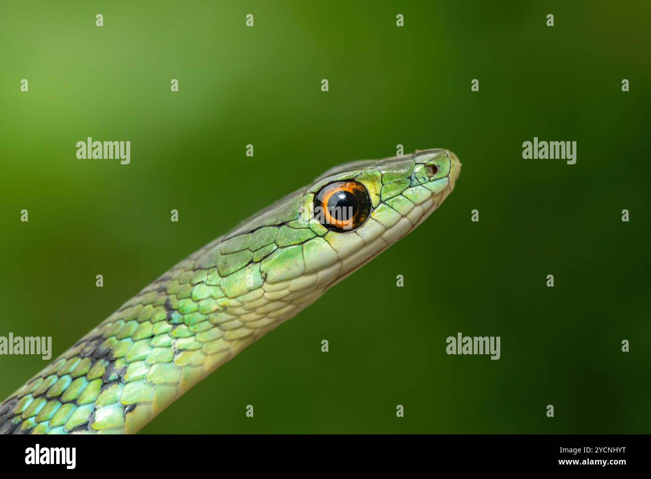 Close-up of a beautiful spotted bush snake (Philothamnus semivariegatus ...