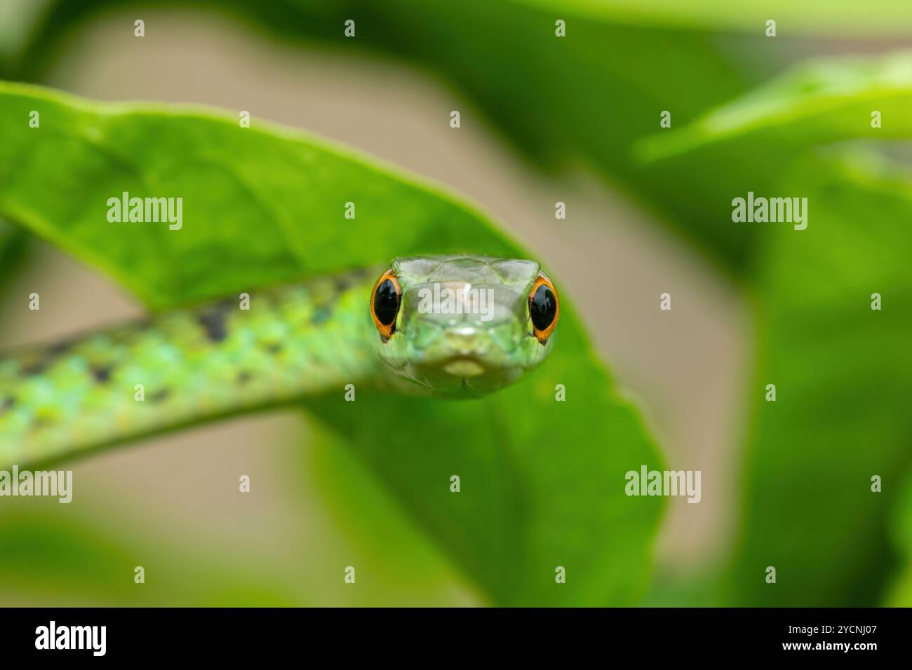 Close-up of a beautiful spotted bush snake (Philothamnus semivariegatus ...