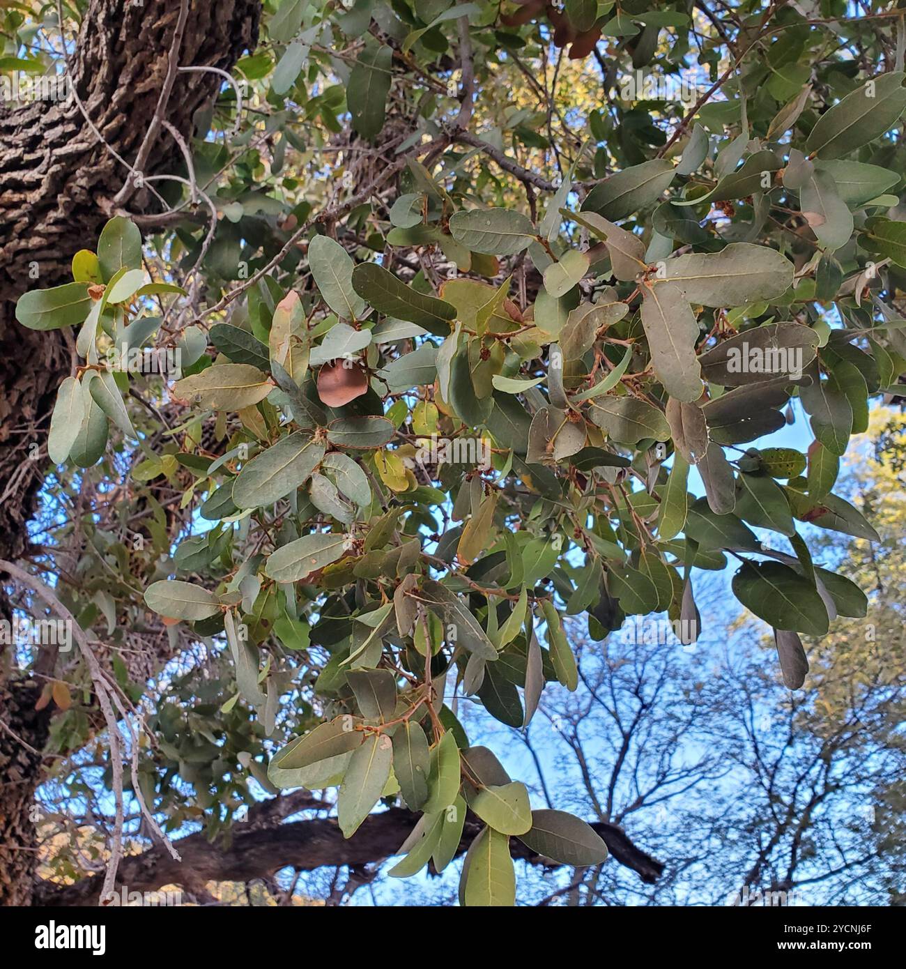 Mexican blue oak (Quercus oblongifolia) Plantae Stock Photo - Alamy