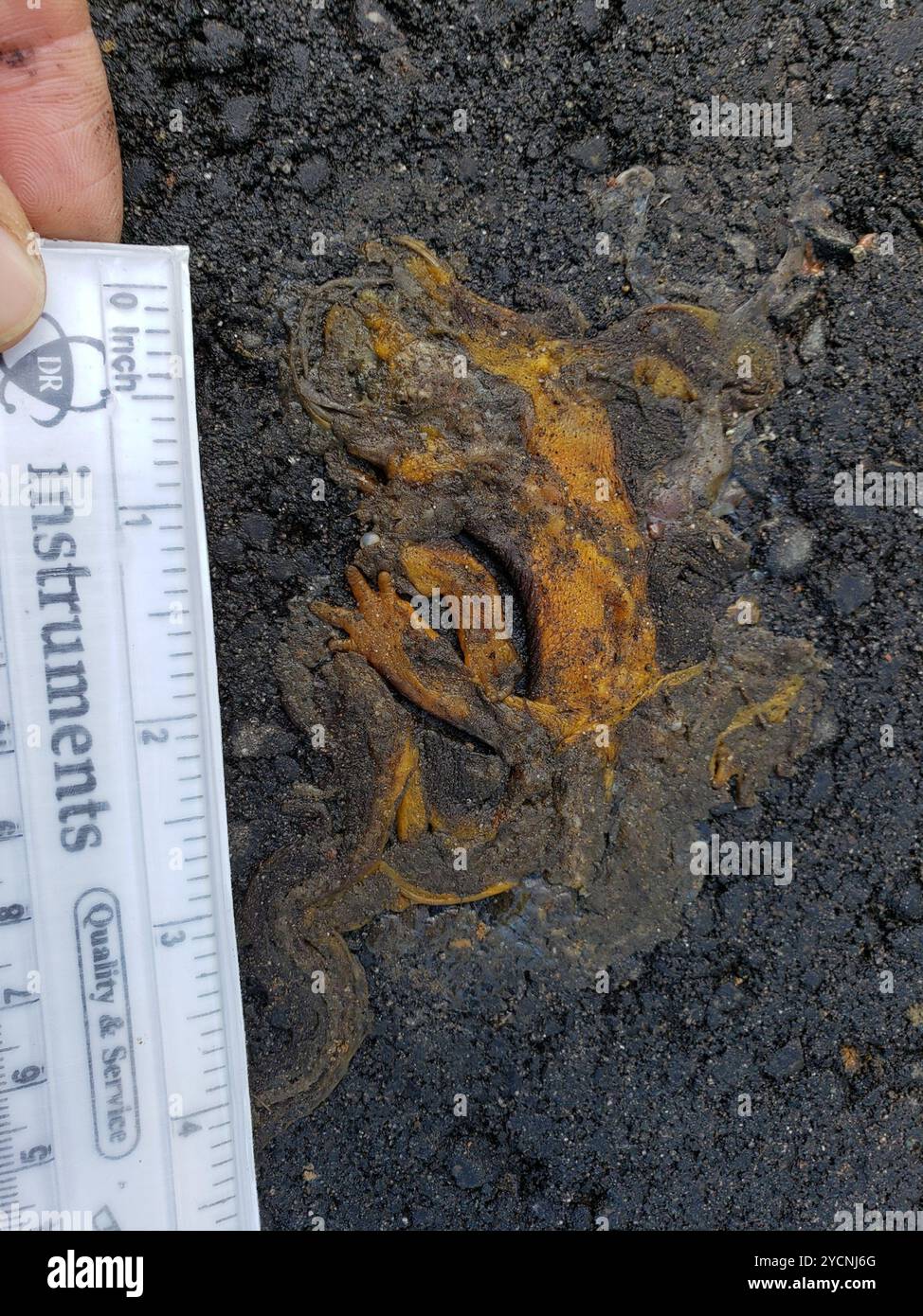 Pacific Newts (Taricha) Amphibia Stock Photo - Alamy