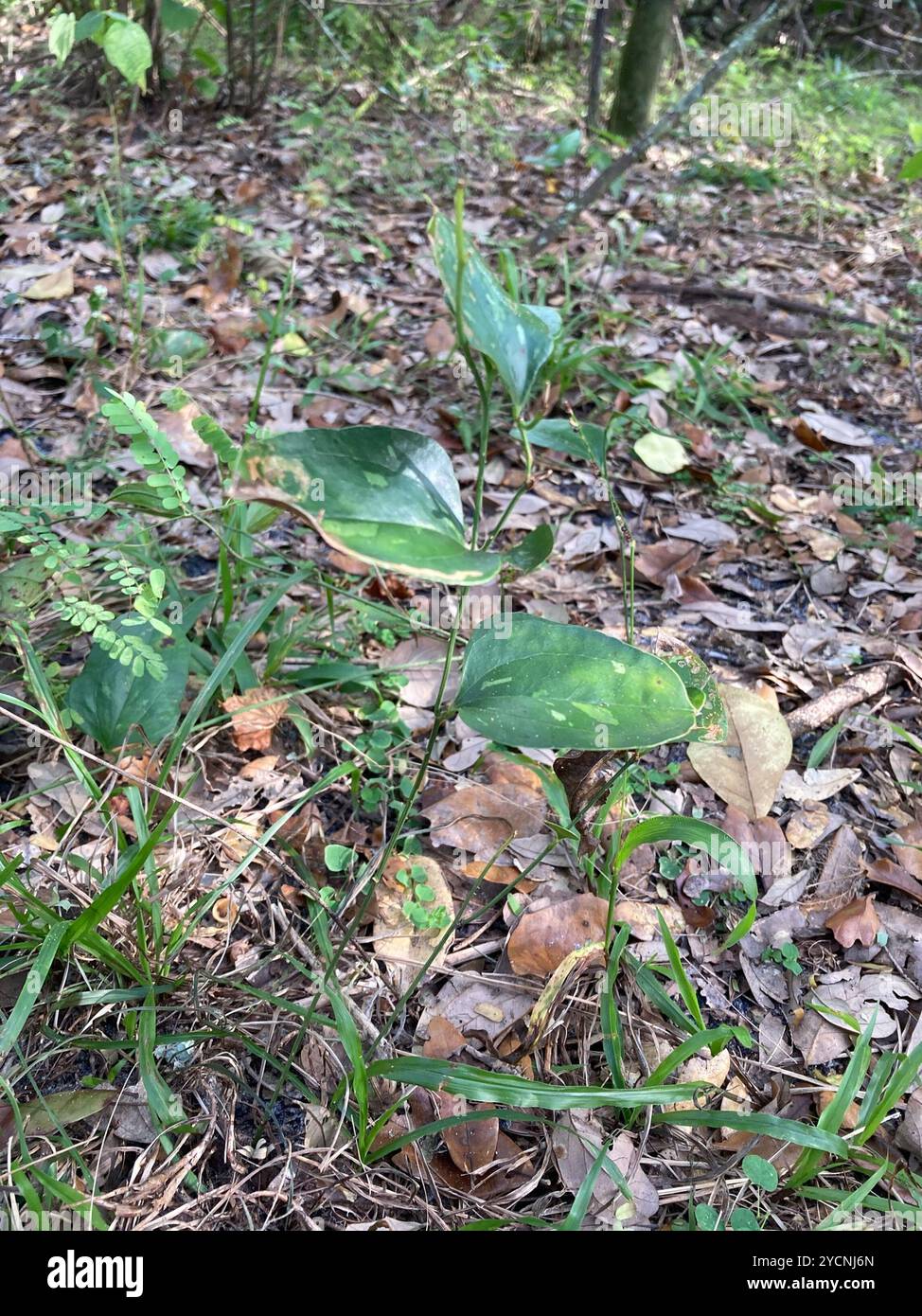 greenbriers (Smilax) Plantae Stock Photo - Alamy