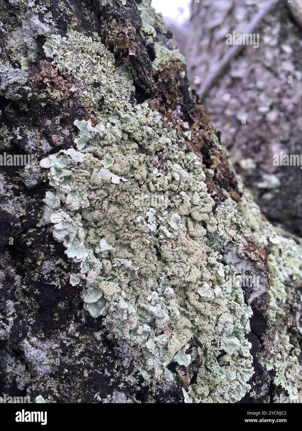 typical shield lichens (Parmelioideae) Fungi Stock Photo - Alamy