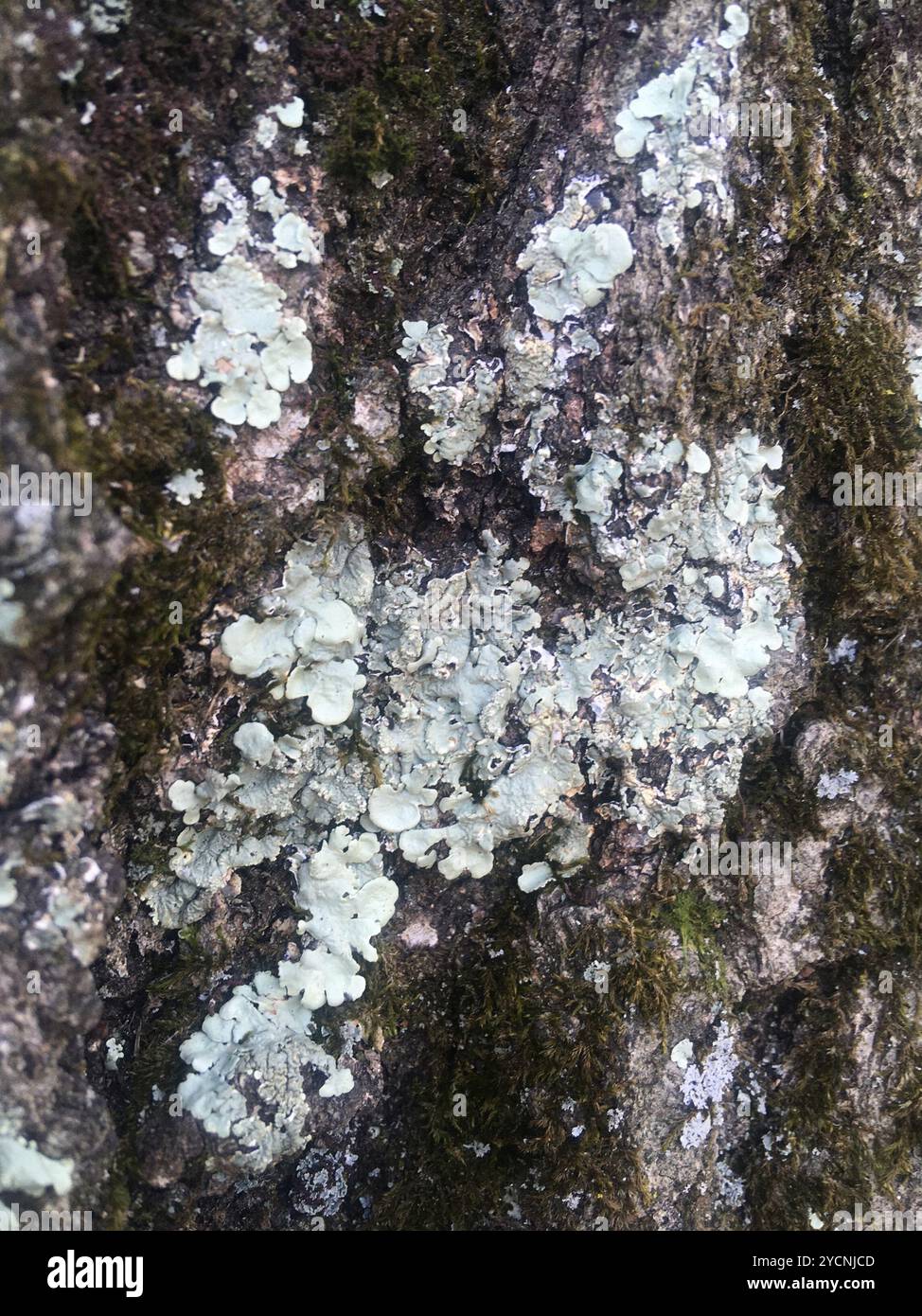 typical shield lichens (Parmelioideae) Fungi Stock Photo - Alamy
