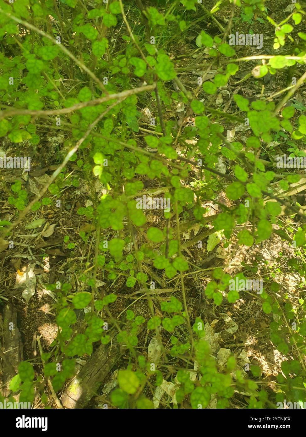 thin leaved coprosma (Coprosma areolata) Plantae Stock Photo - Alamy