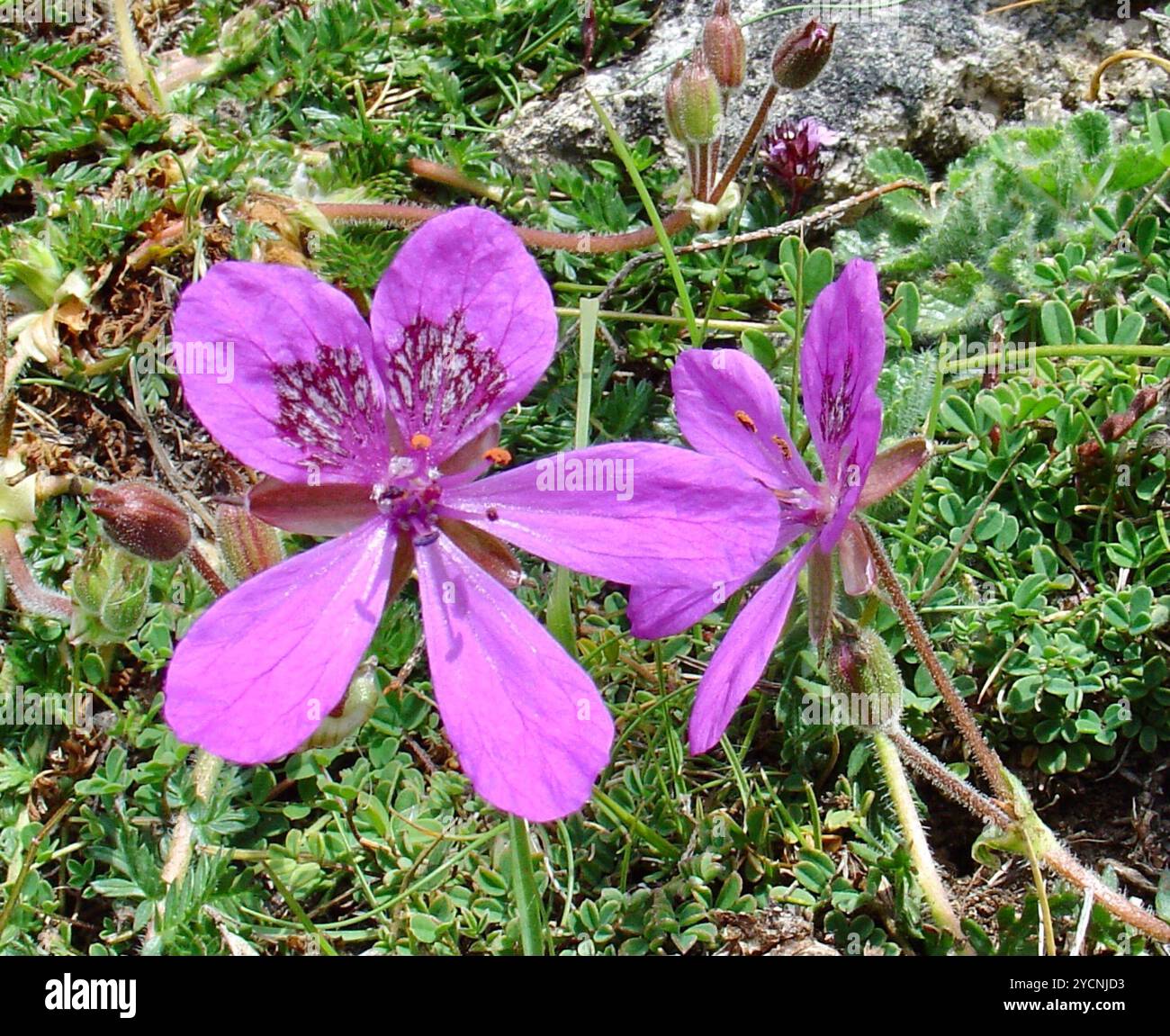 Geranium family (Geraniaceae) Plantae Stock Photo - Alamy