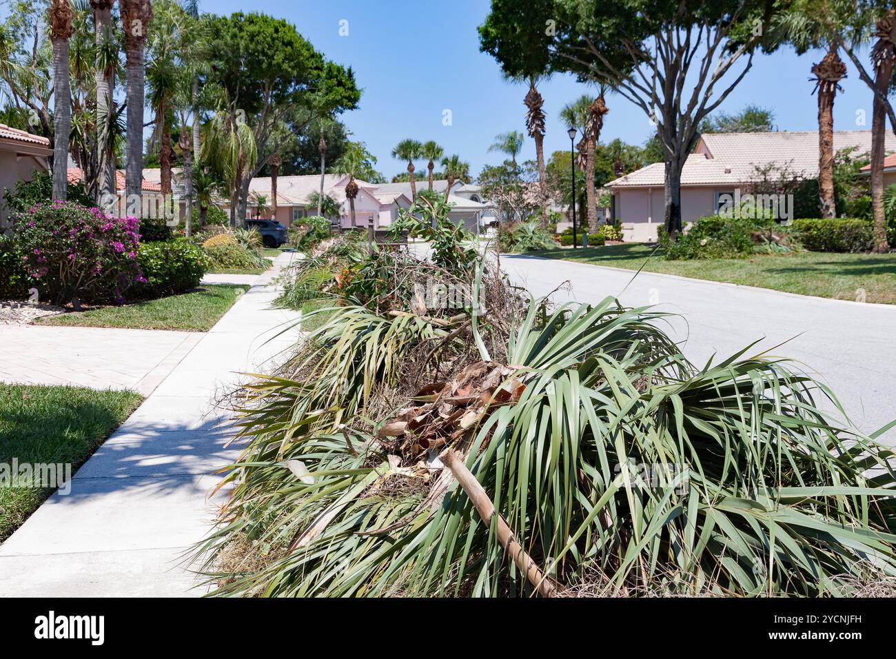 Trimming & Pruning Trees Before Hurricane Season in Florida Lessens The ...