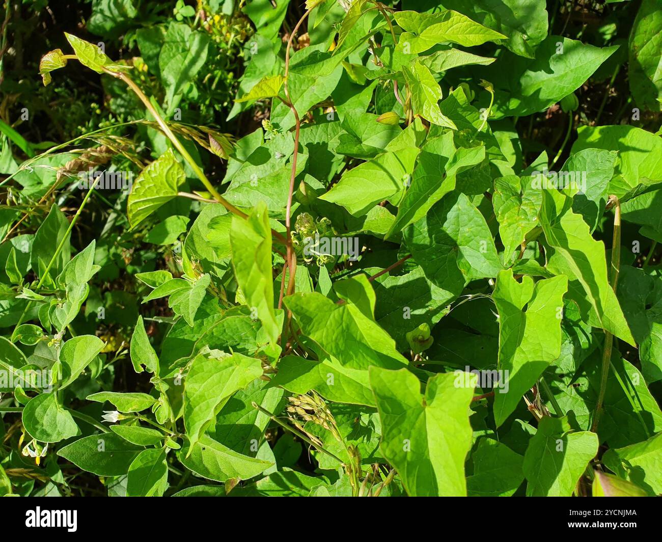 large bindweed (Calystegia silvatica) Plantae Stock Photo - Alamy