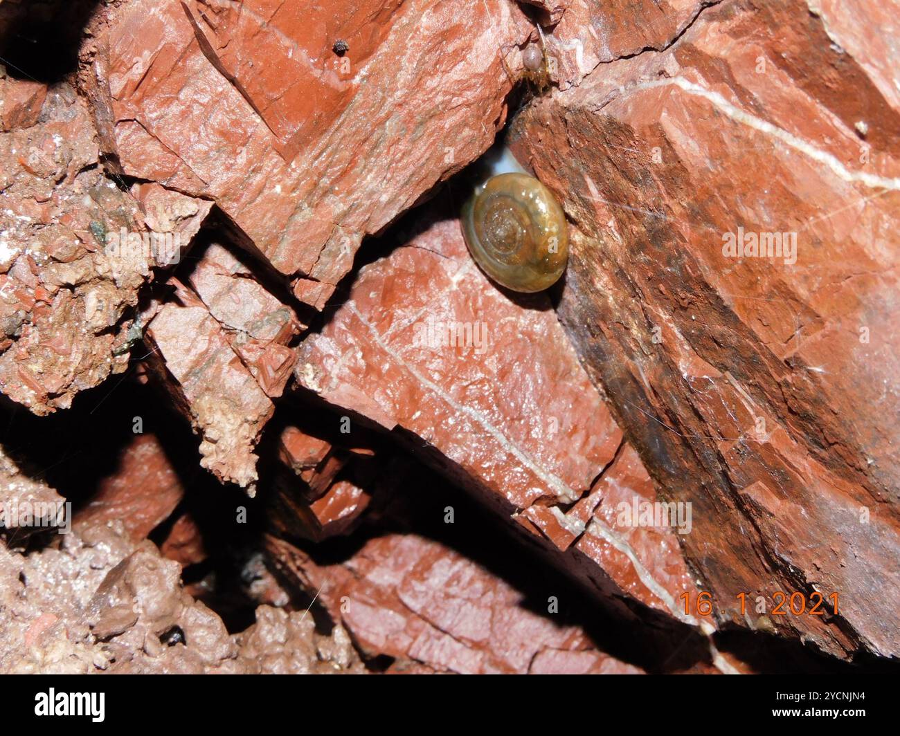 Typical Glass Snails (Oxychilus) Mollusca Stock Photo - Alamy