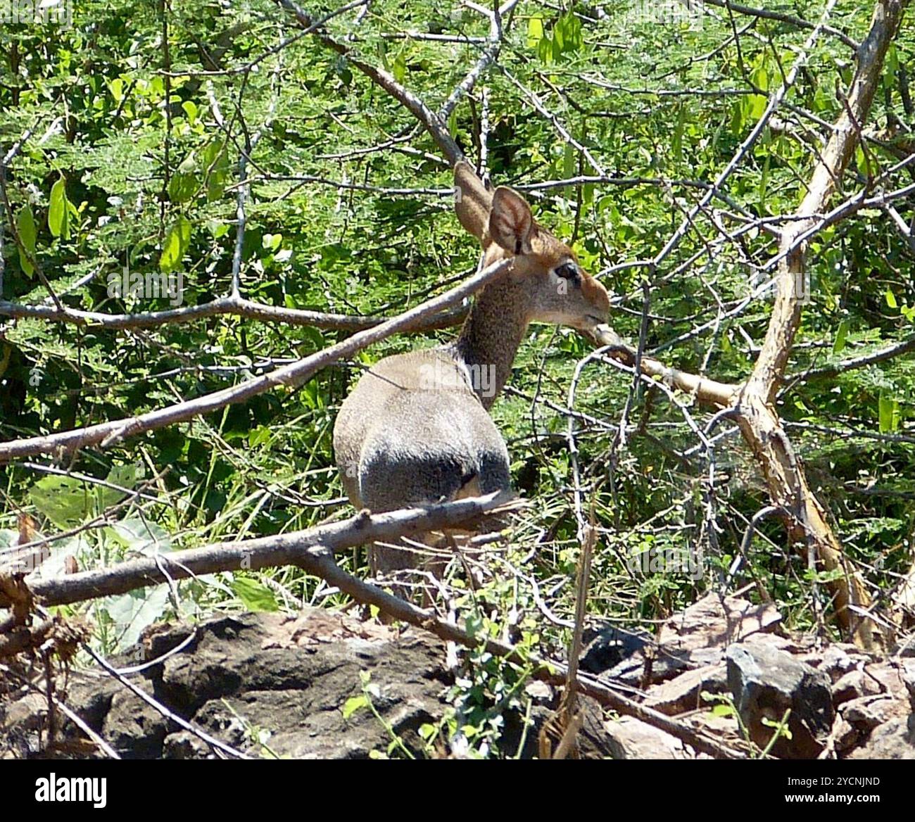 Smith's Dik-dik (Madoqua guentheri smithii) Mammalia Stock Photo - Alamy