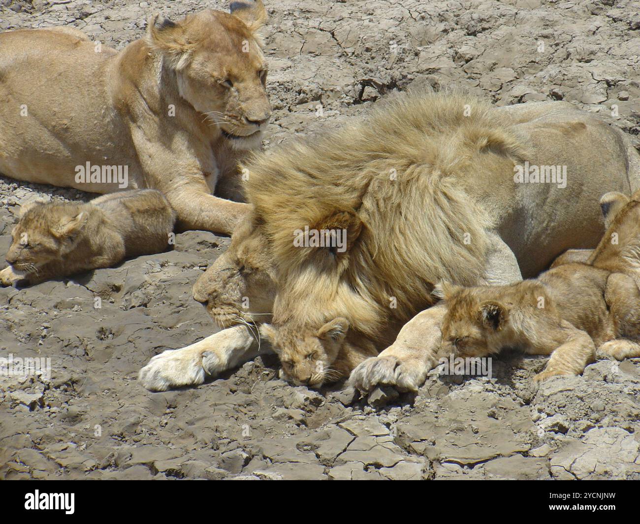 Southern Lion (Panthera leo melanochaita) Mammalia Stock Photo - Alamy