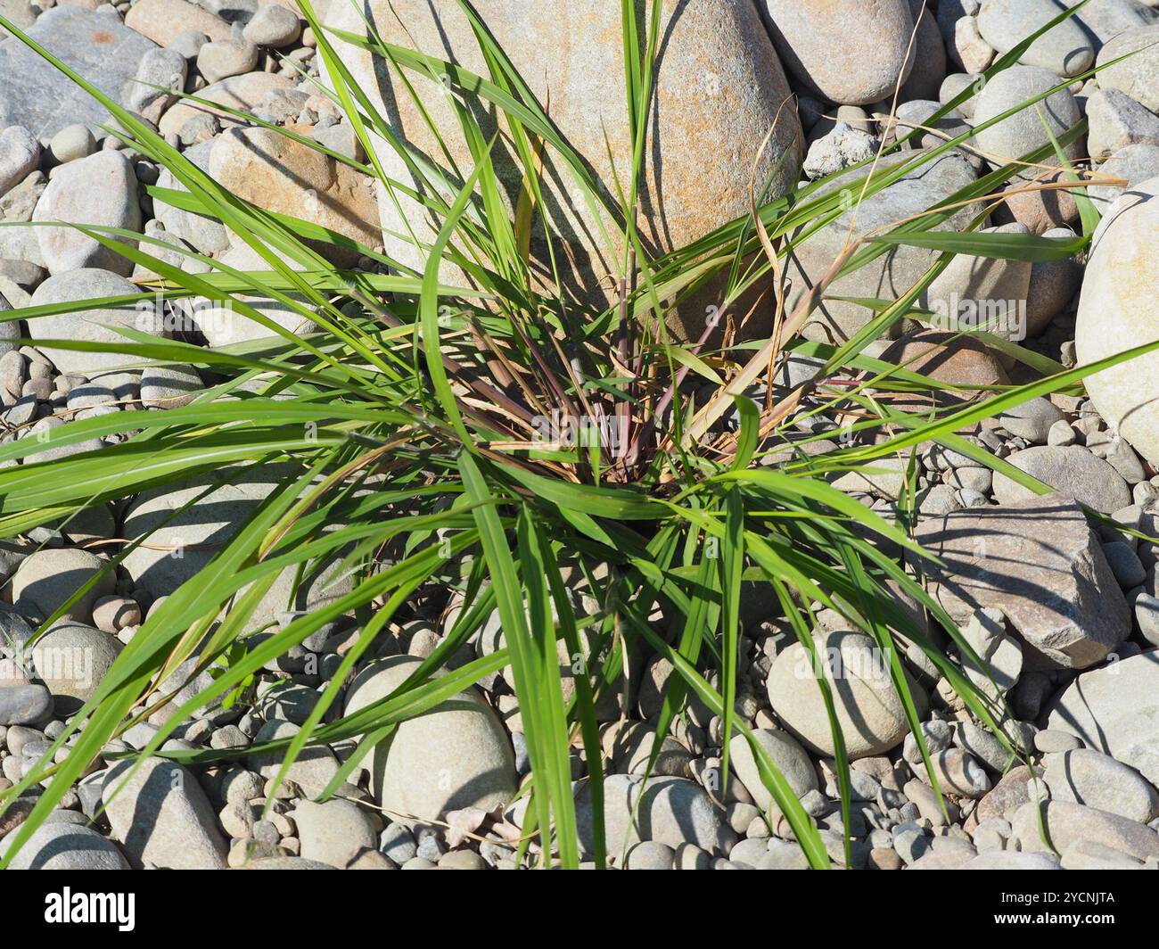 guinea grass (Megathyrsus maximus) Plantae Stock Photo - Alamy