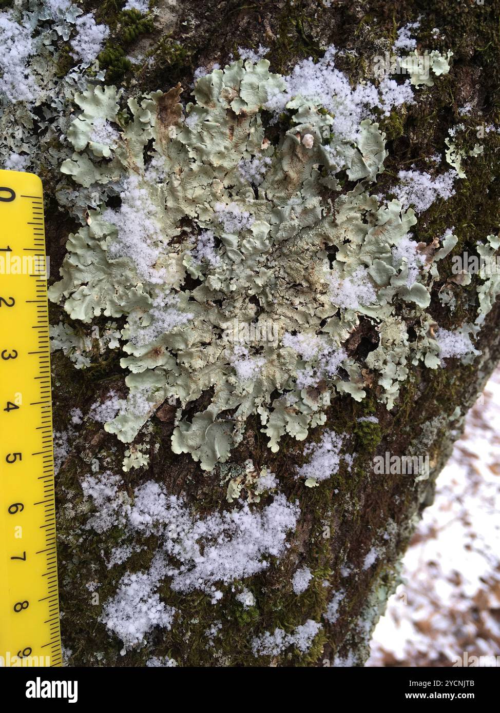 common greenshield lichen (Flavoparmelia caperata) Fungi Stock Photo ...