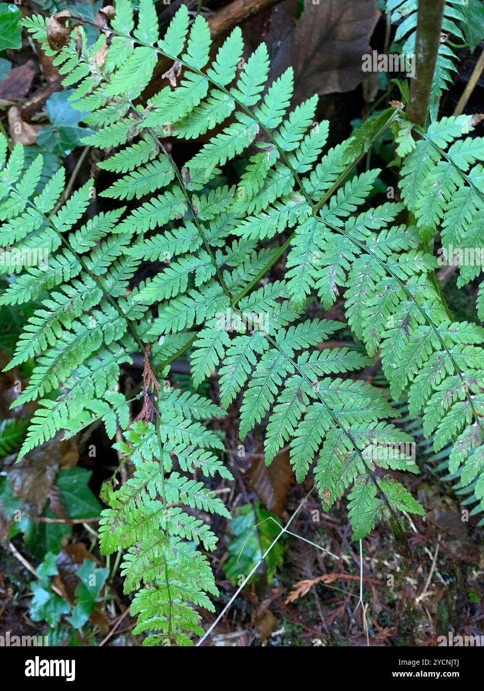 spreading wood fern (Dryopteris expansa) Plantae Stock Photo - Alamy