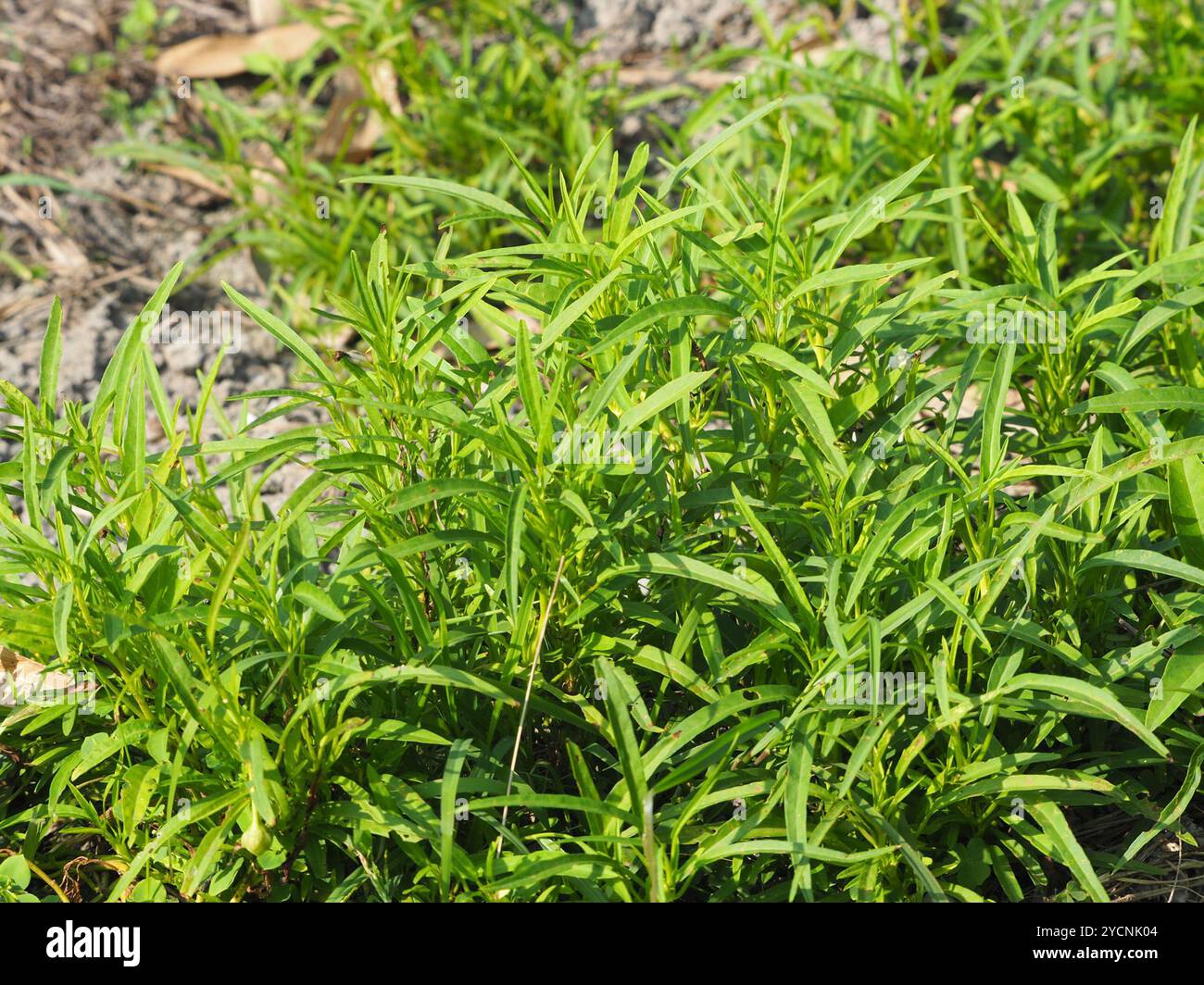 Water Morning Glory (Ipomoea aquatica) Plantae Stock Photo - Alamy