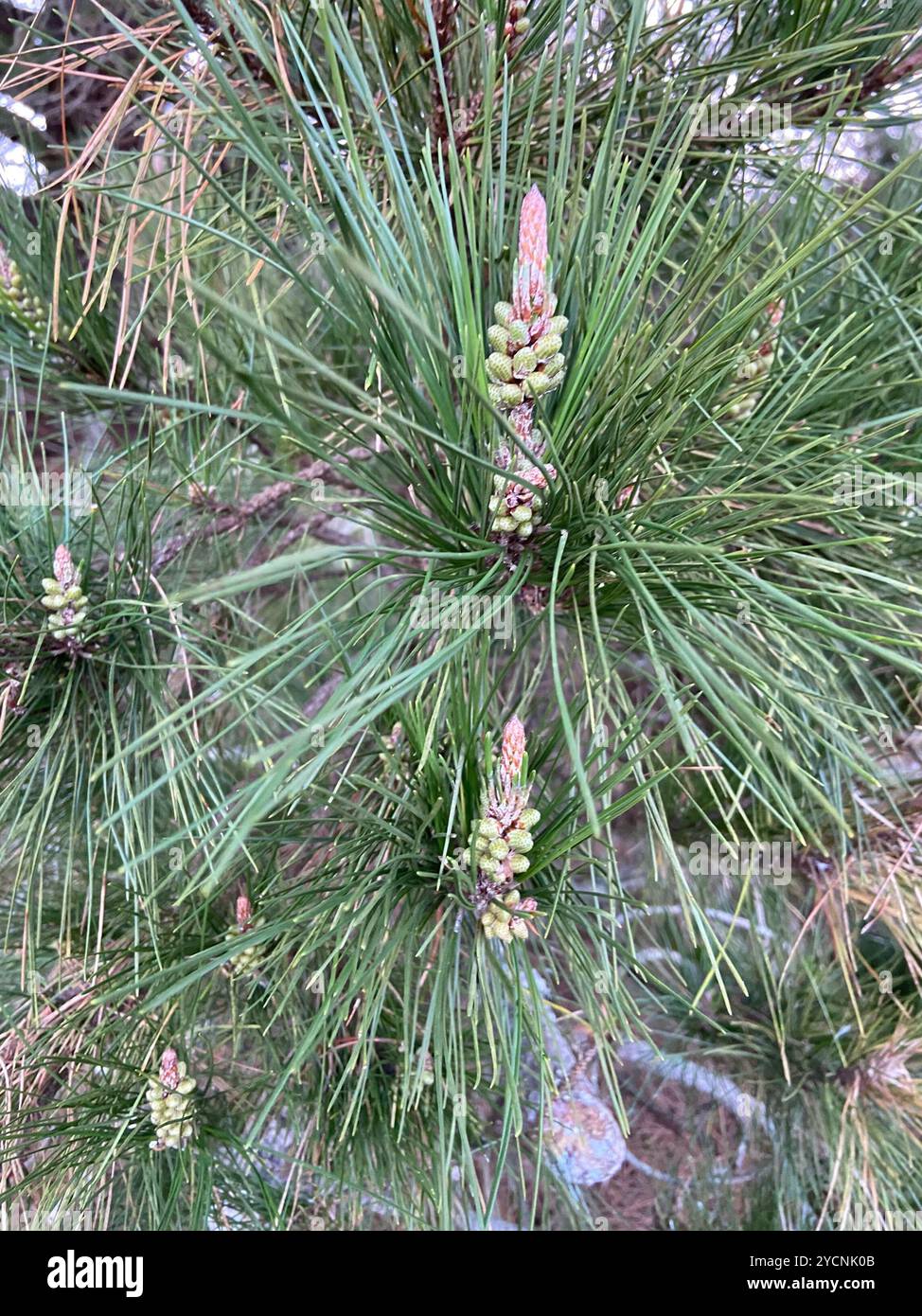 Monterey pine (Pinus radiata) Plantae Stock Photo - Alamy