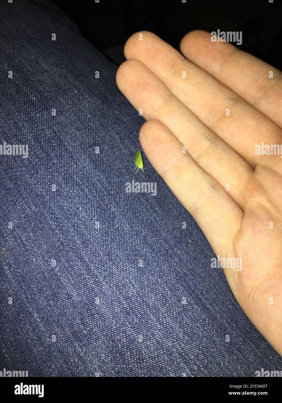 Green Cone-headed Planthopper (Acanalonia conica) Insecta Stock Photo ...