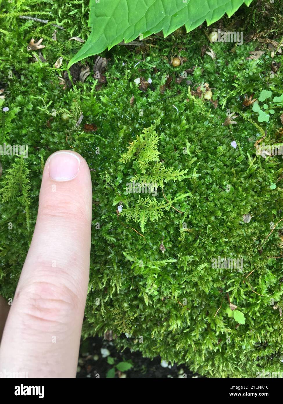 delicate fern moss (Thuidium delicatulum) Plantae Stock Photo - Alamy
