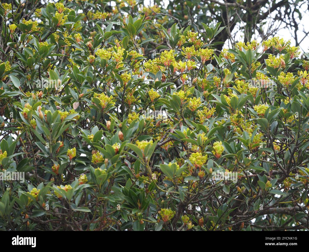 Red Machilus (Machilus thunbergii) Plantae Stock Photo - Alamy