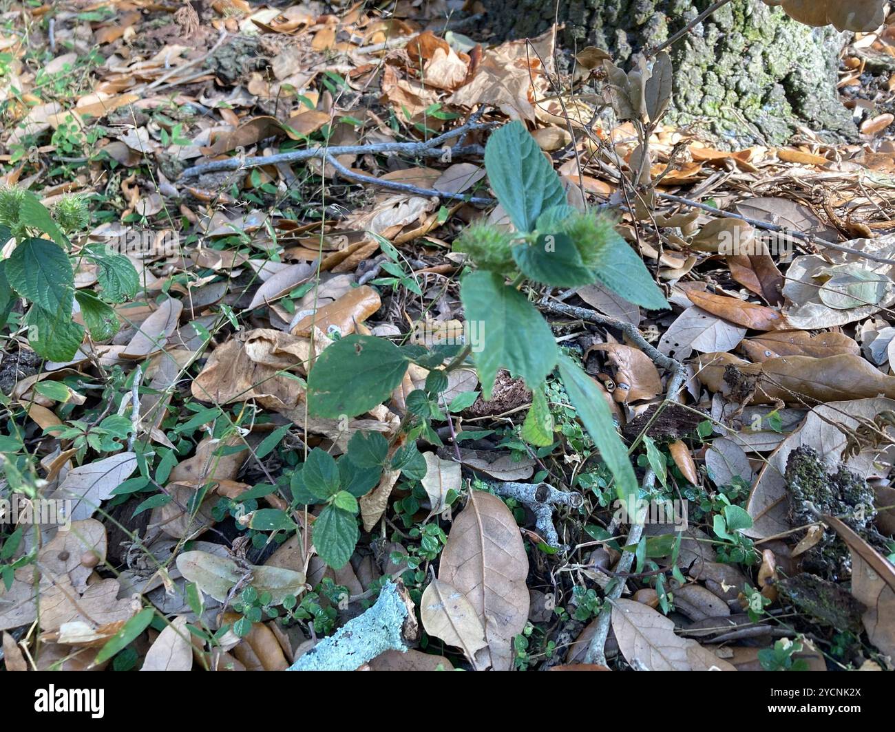 Field Copperleaf (Acalypha arvensis) Plantae Stock Photo - Alamy