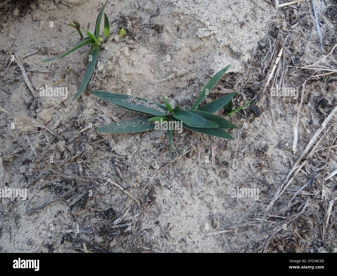 monocots (Liliopsida) Plantae Stock Photo - Alamy