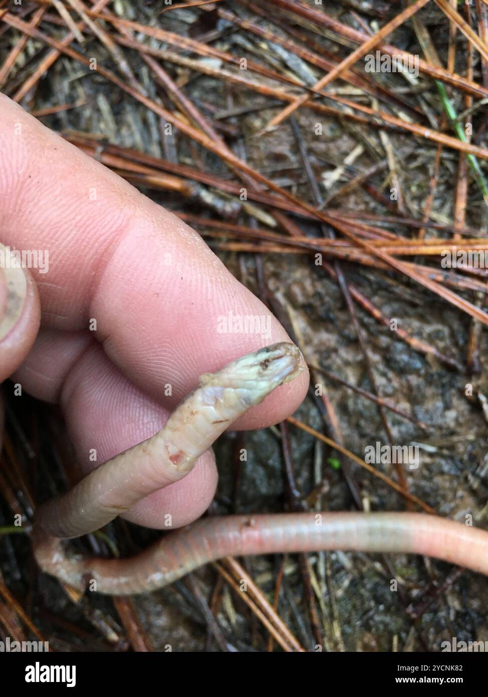 Eastern Worm Snake (Carphophis amoenus) Reptilia Stock Photo - Alamy