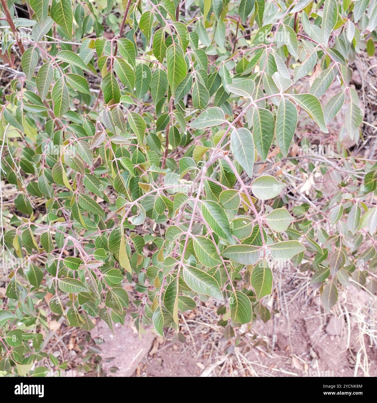 evergreen sumac (Rhus virens) Plantae Stock Photo - Alamy
