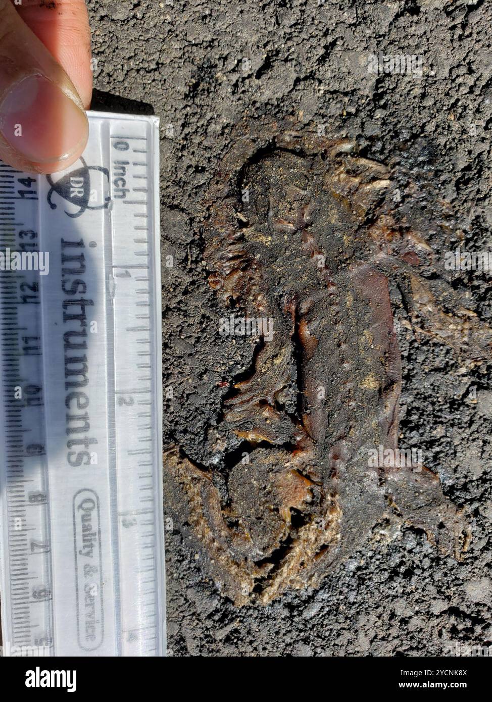 Pacific Newts (Taricha) Amphibia Stock Photo - Alamy