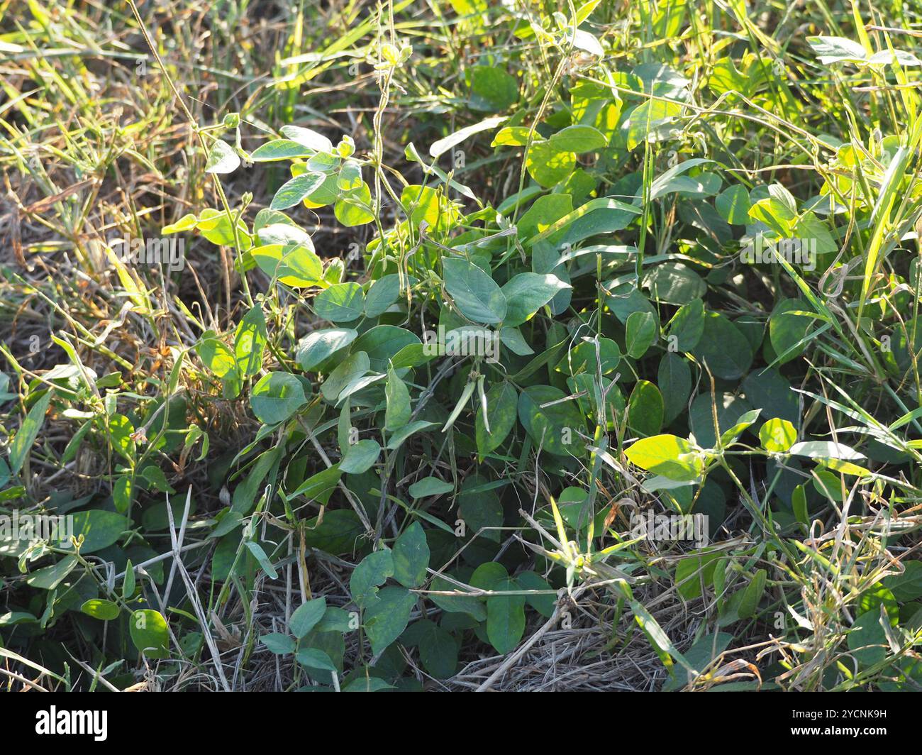 Sentro (Centrosema pubescens) Plantae Stock Photo - Alamy