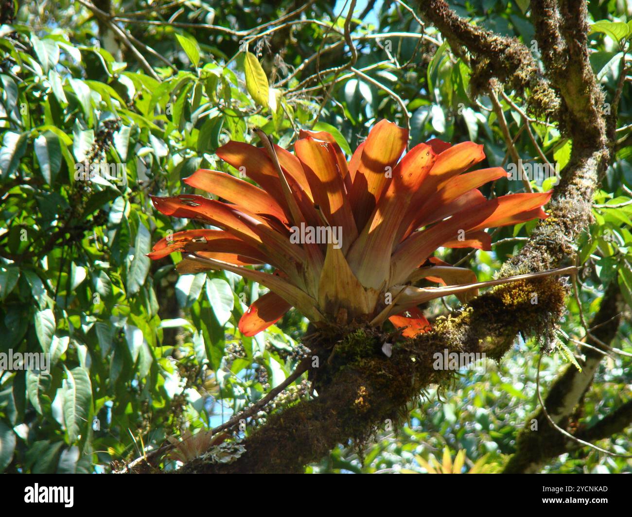Tillandsioids (Tillandsioideae) Plantae Stock Photo - Alamy