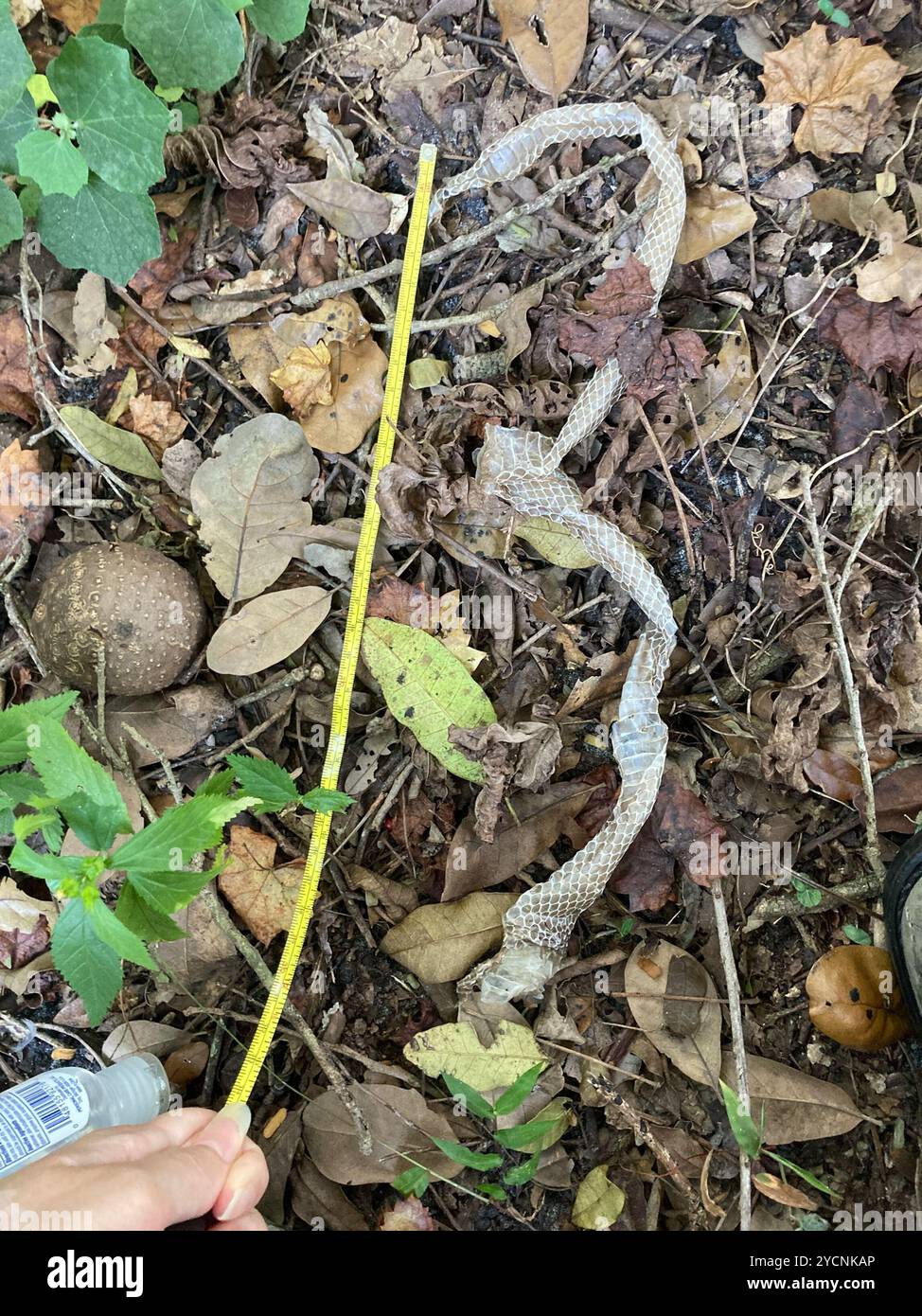 Snakes (Serpentes) Reptilia Stock Photo - Alamy