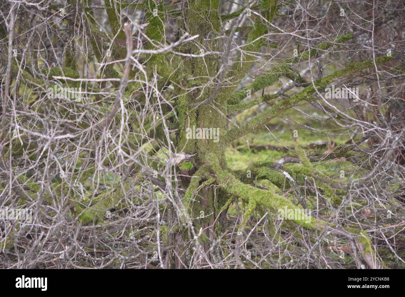 Seaside Juniper (Juniperus maritima) Plantae Stock Photo - Alamy
