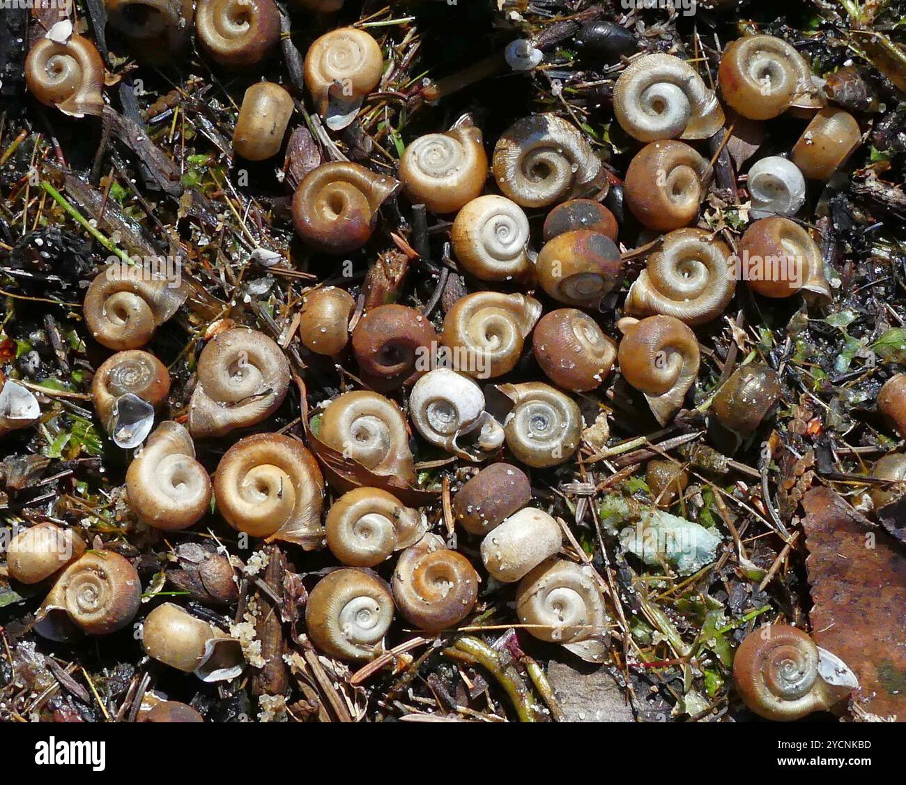 Bellmouth Ramshorn (Planorbella campanulata) Mollusca Stock Photo - Alamy