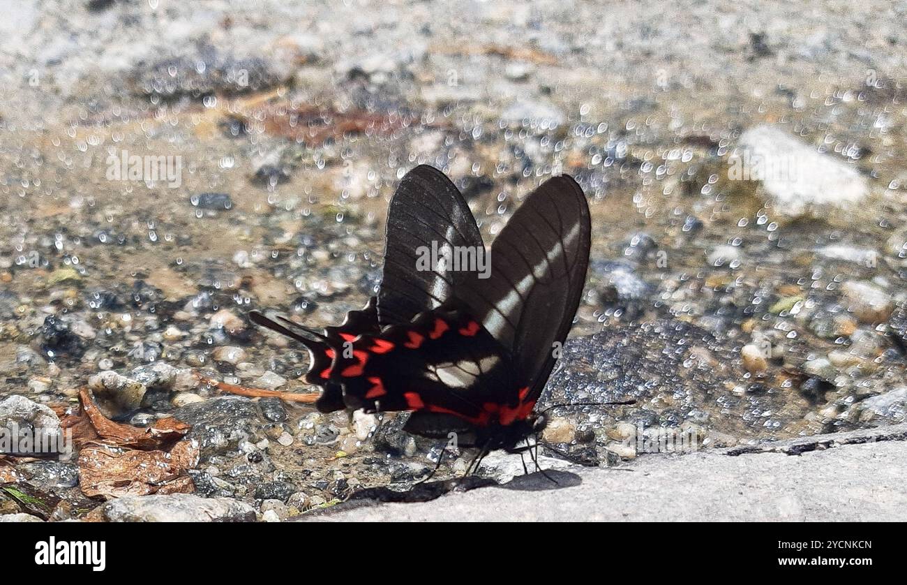 (Mimoides lysithous) Insecta Stock Photo - Alamy