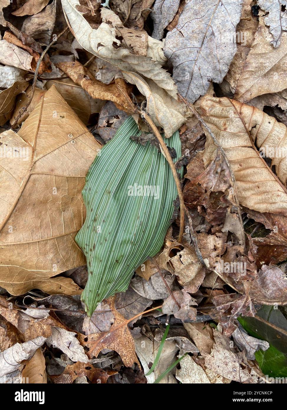 putty root (Aplectrum hyemale) Plantae Stock Photo - Alamy
