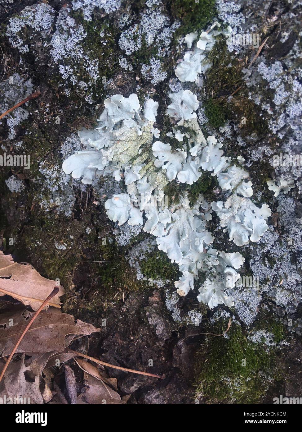 typical shield lichens (Parmelioideae) Fungi Stock Photo - Alamy