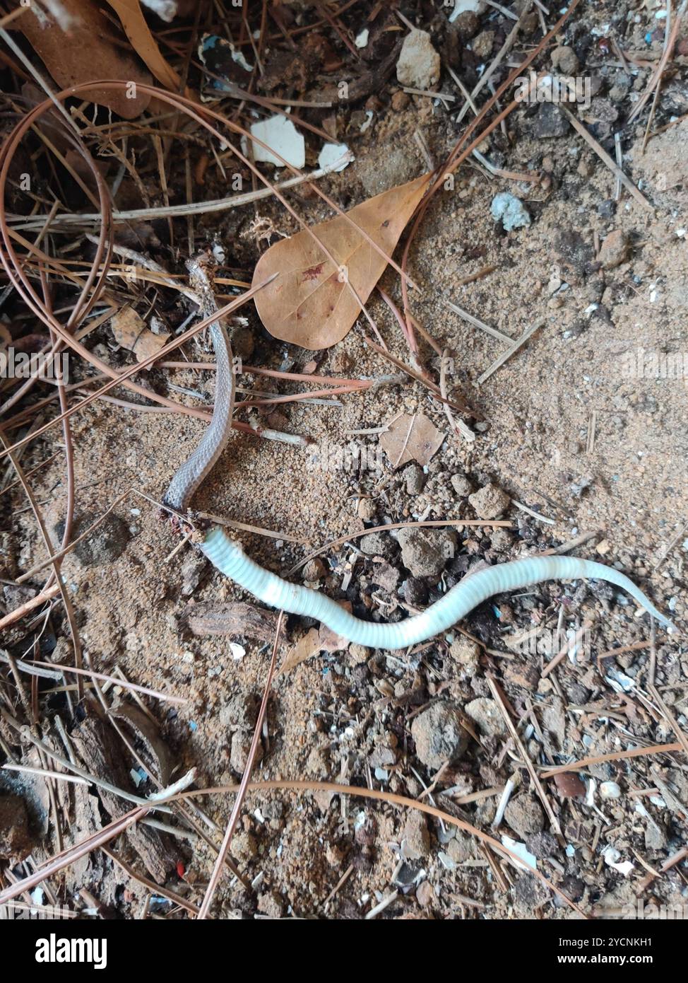 Eastern Earthsnake (Virginia valeriae valeriae) Reptilia Stock Photo ...