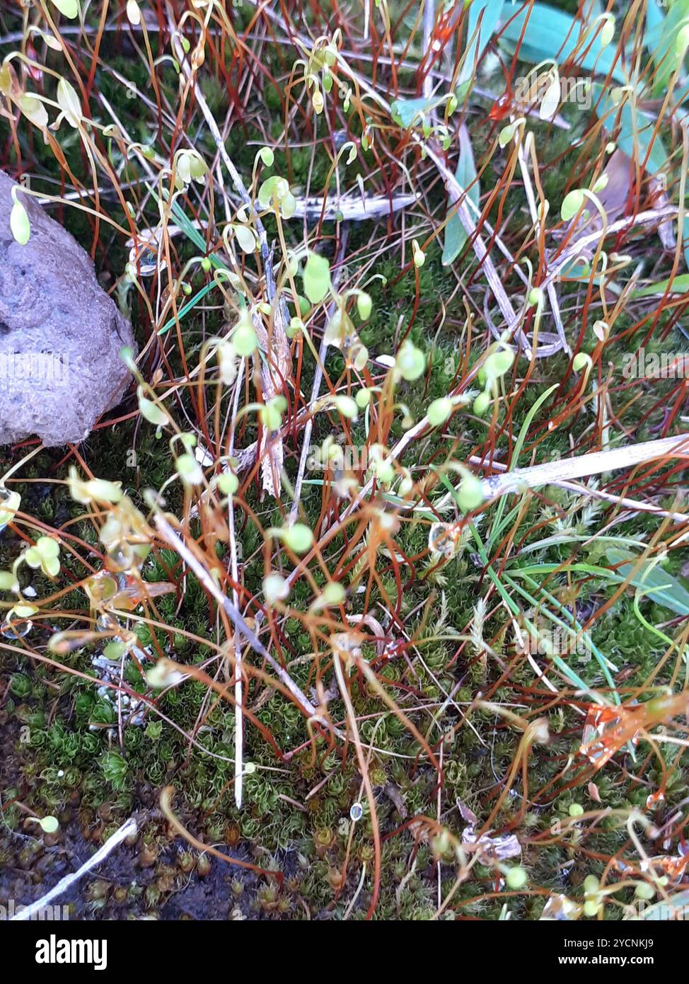 Capillary Thread-moss (Ptychostomum capillare) Plantae Stock Photo - Alamy