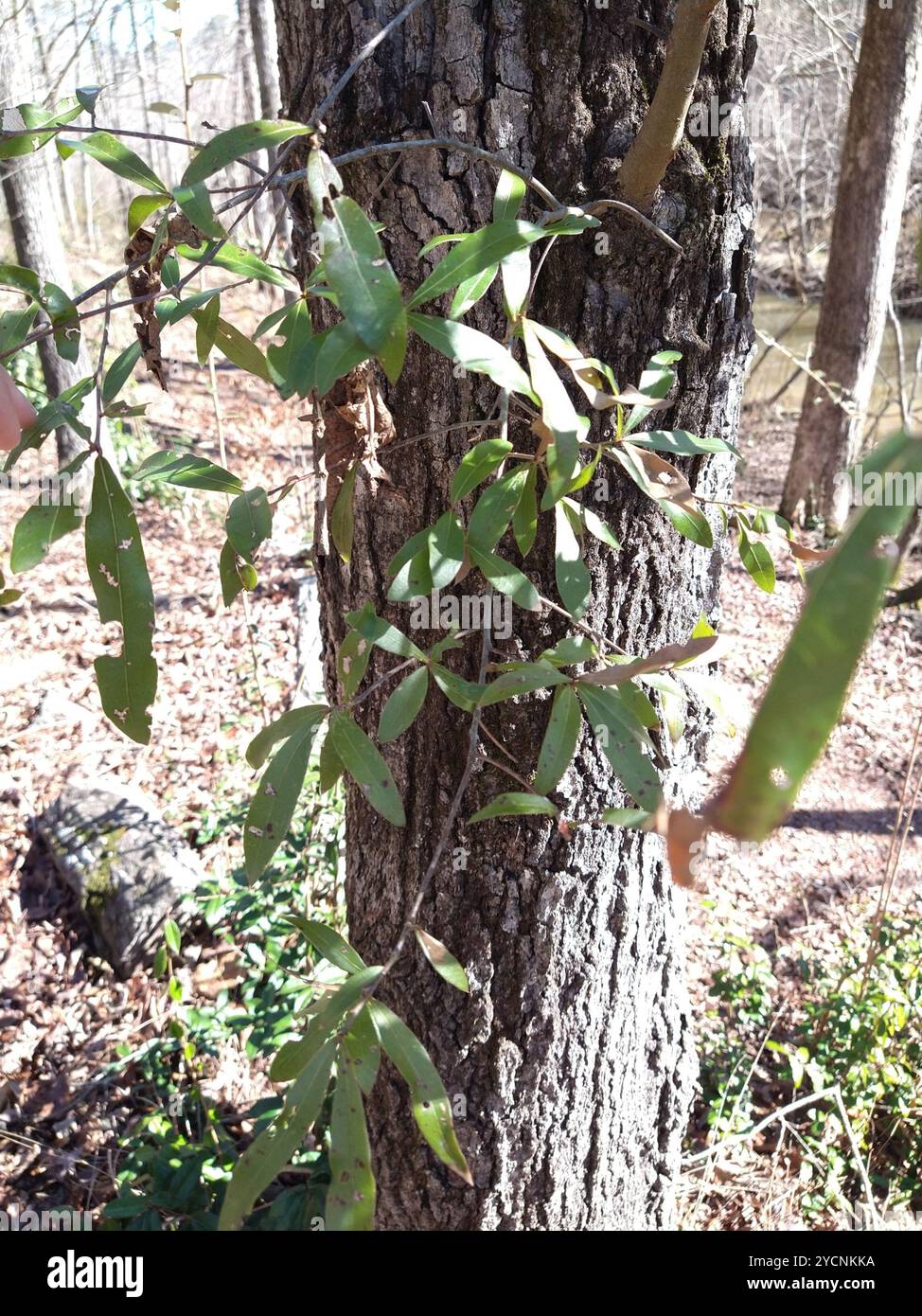 Darlington Oak (Quercus hemisphaerica) Plantae Stock Photo - Alamy