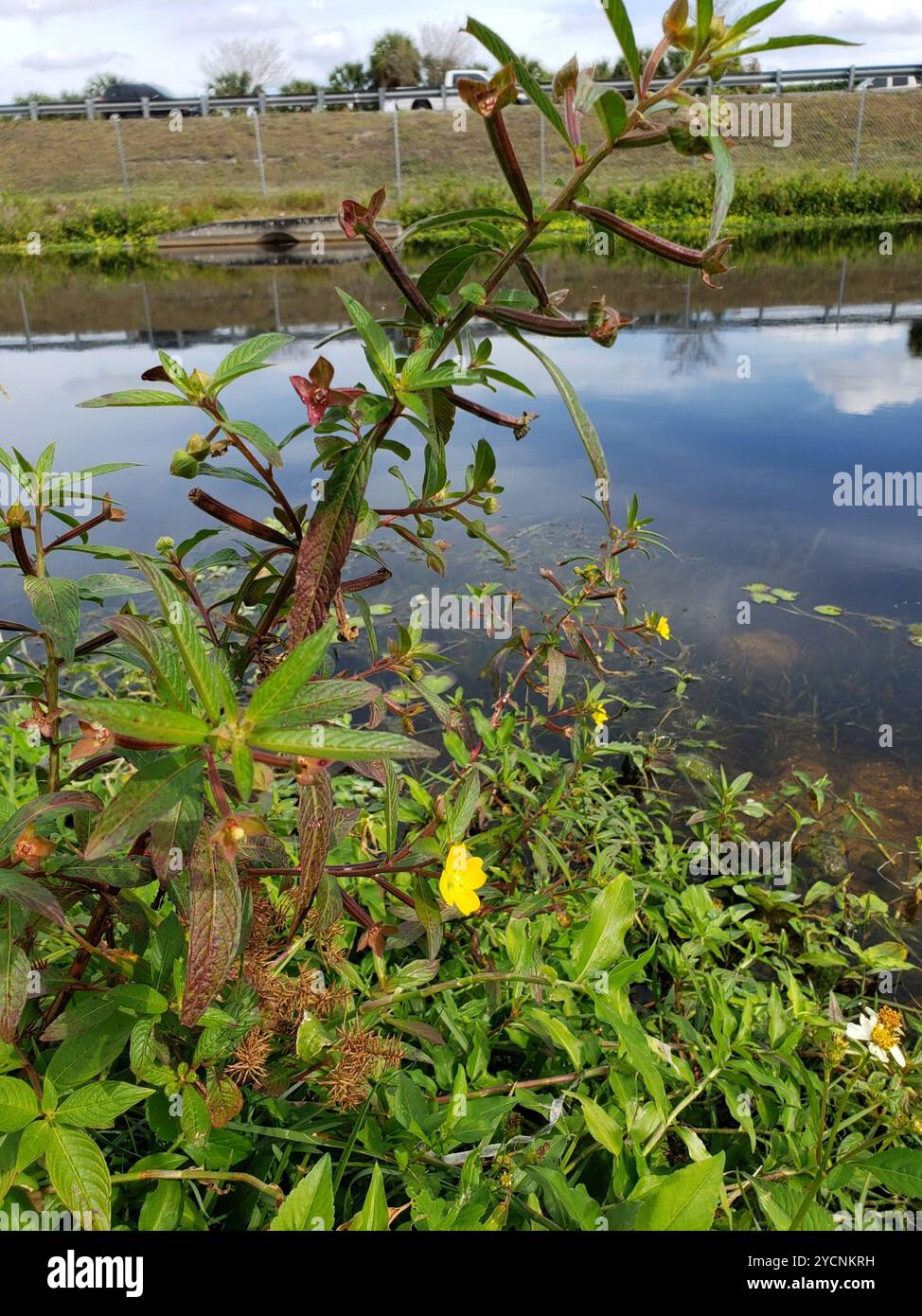Mexican Primrose-willow (Ludwigia octovalvis) Plantae Stock Photo - Alamy
