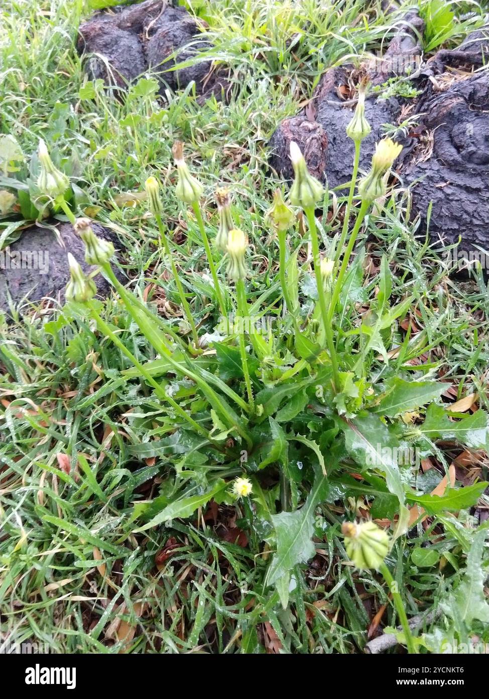 False Hawkbit (Urospermum picroides) Plantae Stock Photo - Alamy