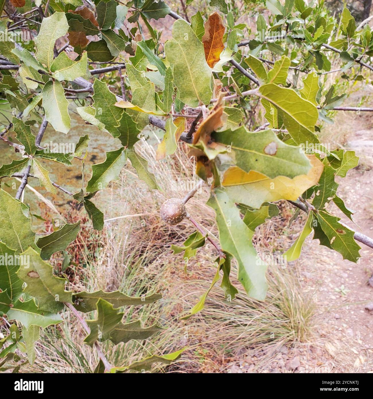 Emory oak (Quercus emoryi) Plantae Stock Photo - Alamy