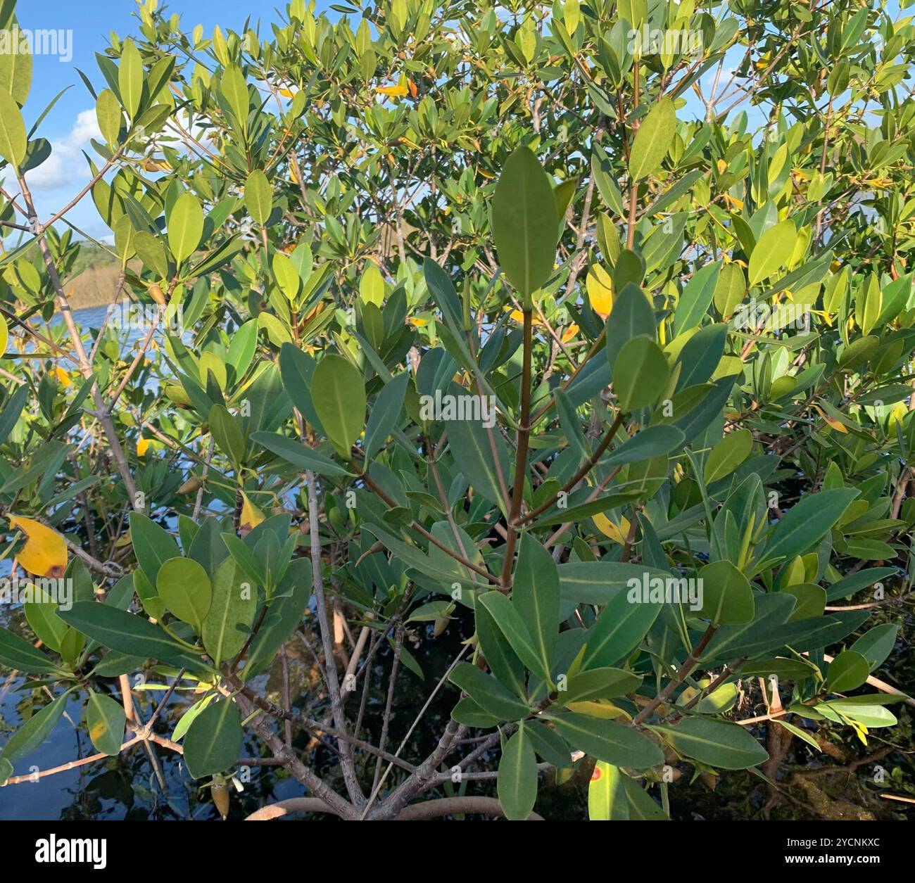 red mangrove (Rhizophora mangle) Plantae Stock Photo - Alamy