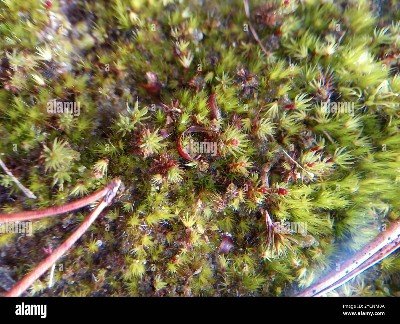 bristly haircap moss (Polytrichum piliferum) Plantae Stock Photo - Alamy