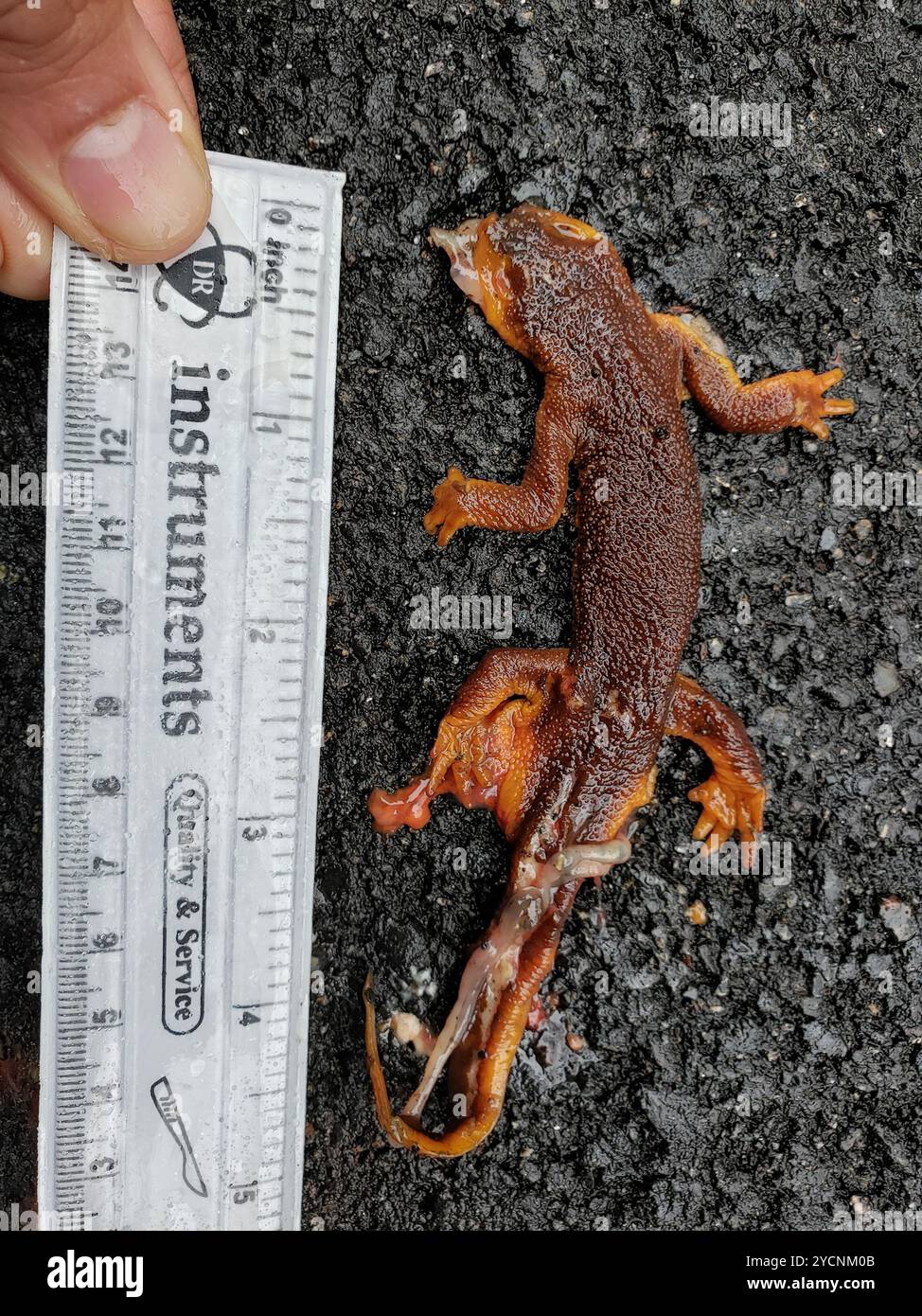 California Newt (Taricha torosa) Amphibia Stock Photo - Alamy