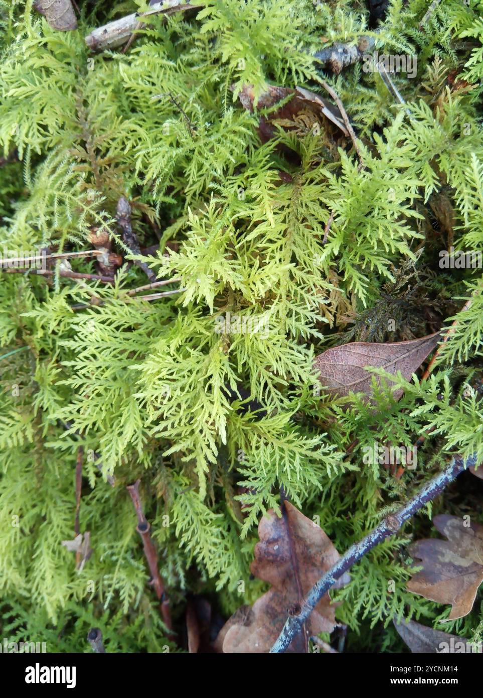 Common Tamarisk-moss (Thuidium tamariscinum) Plantae Stock Photo - Alamy