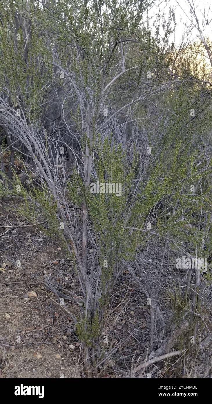 chamise (Adenostoma fasciculatum) Plantae Stock Photo - Alamy