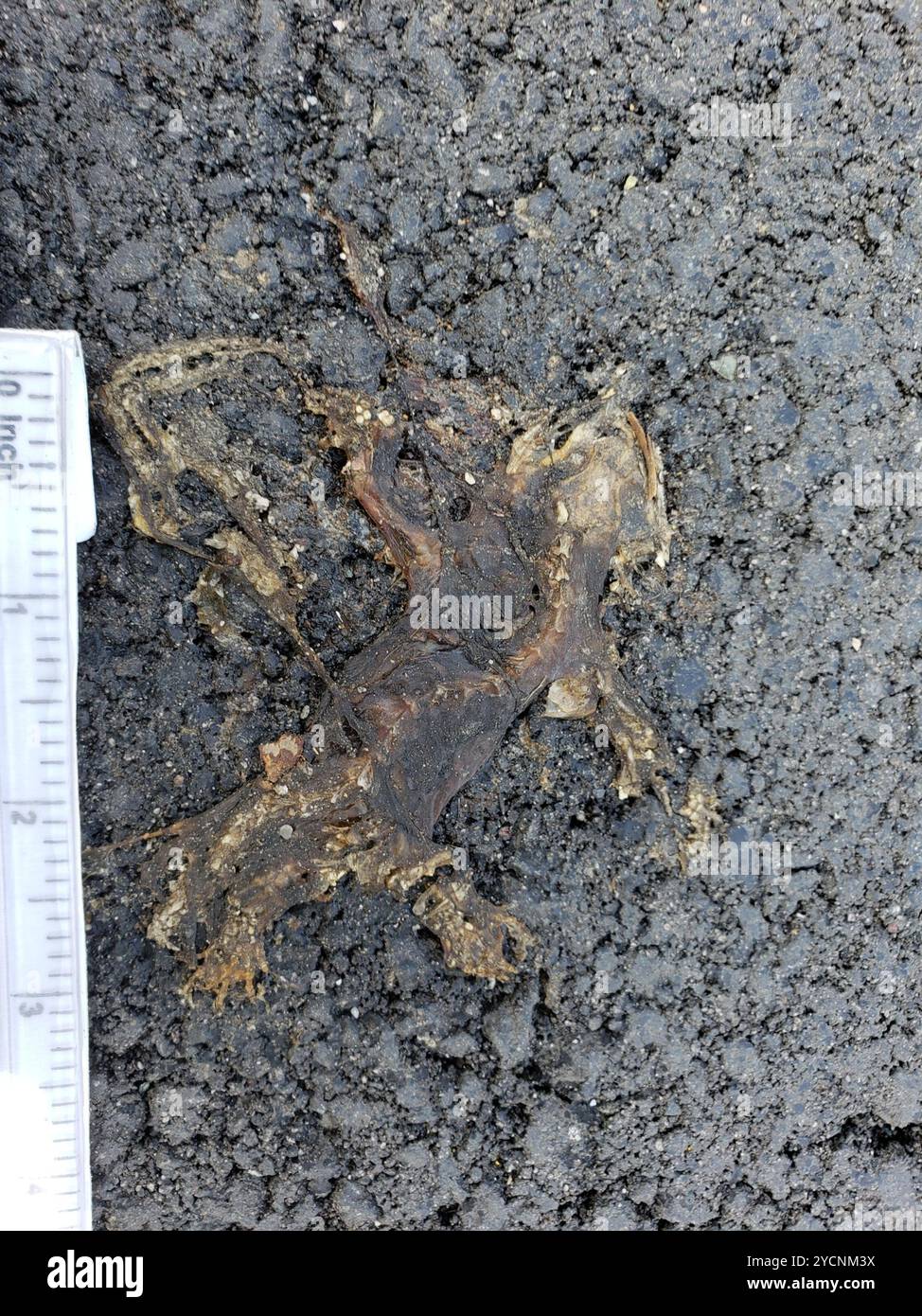 Pacific Newts (Taricha) Amphibia Stock Photo - Alamy