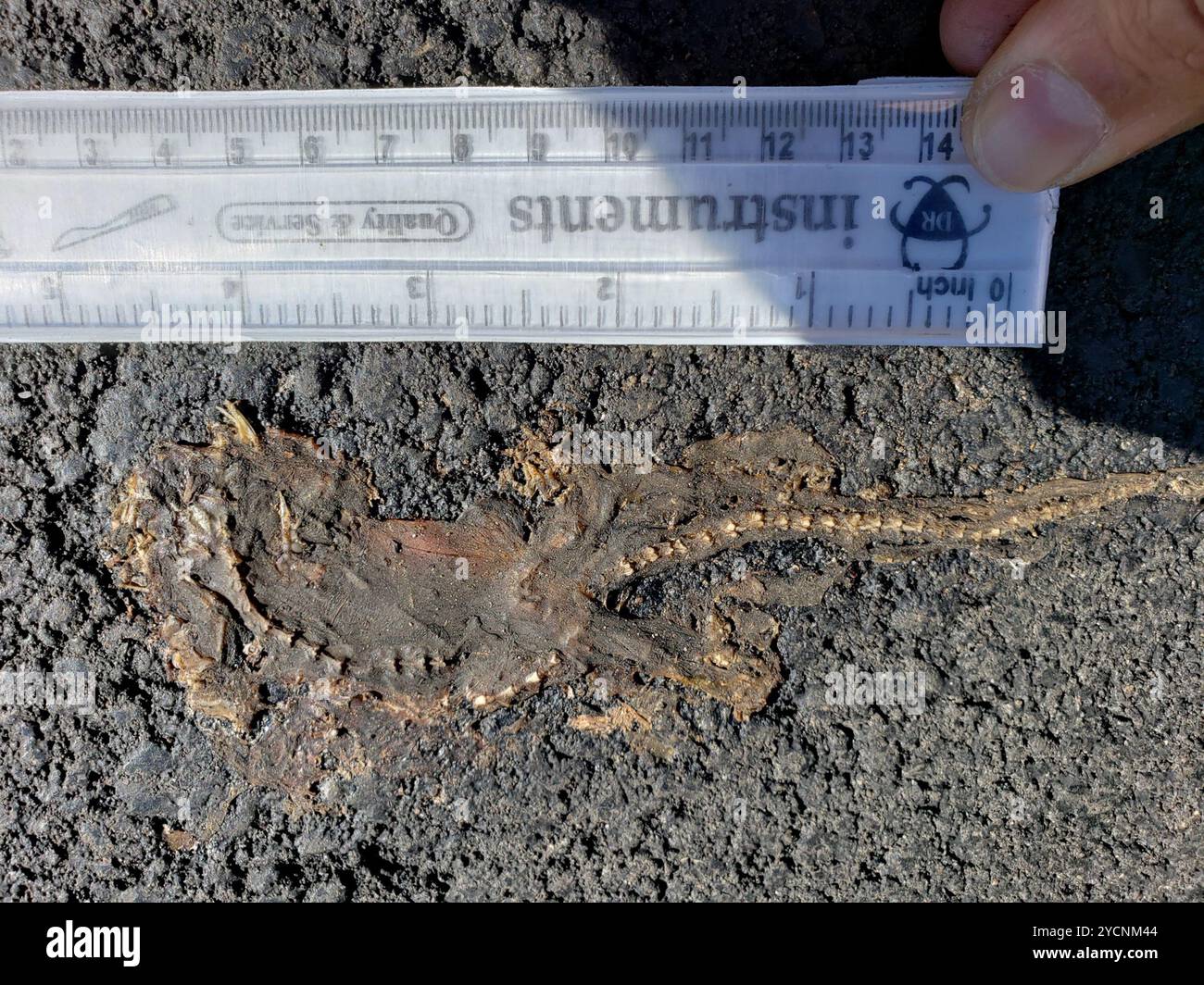 Pacific Newts (Taricha) Amphibia Stock Photo - Alamy